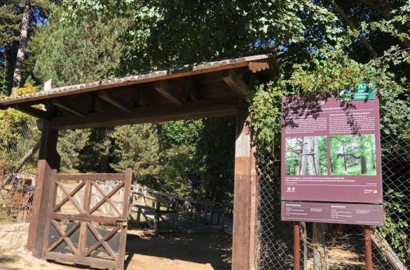 Foresta Dei Giganti Della Sila Calabria