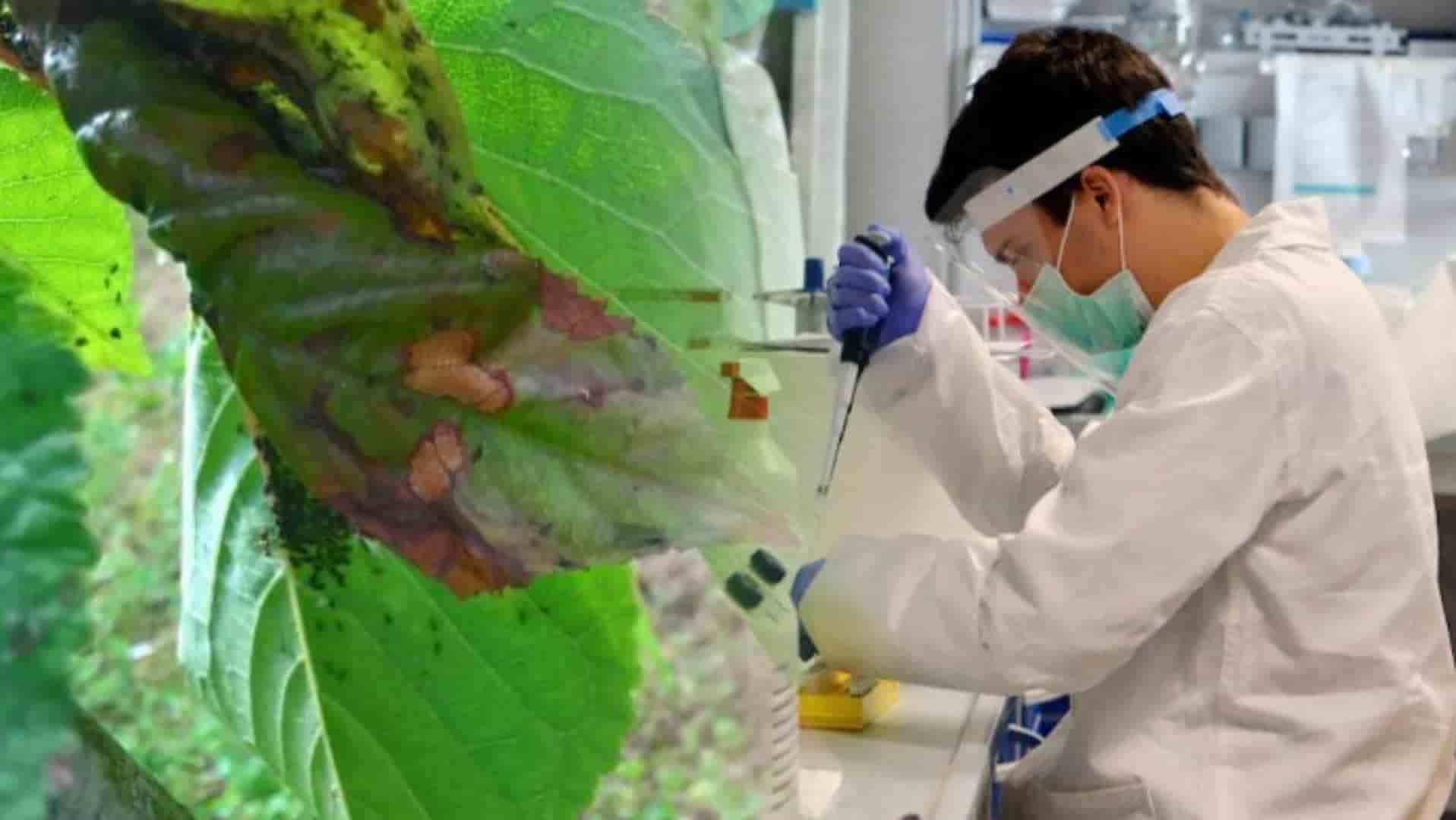 Si credeva fosse estinto, ma è riapparso dopo 80 anni: scienziati ... Si credeva fosse estinto, ma è riapparso dopo 80 anni: scienziati ...